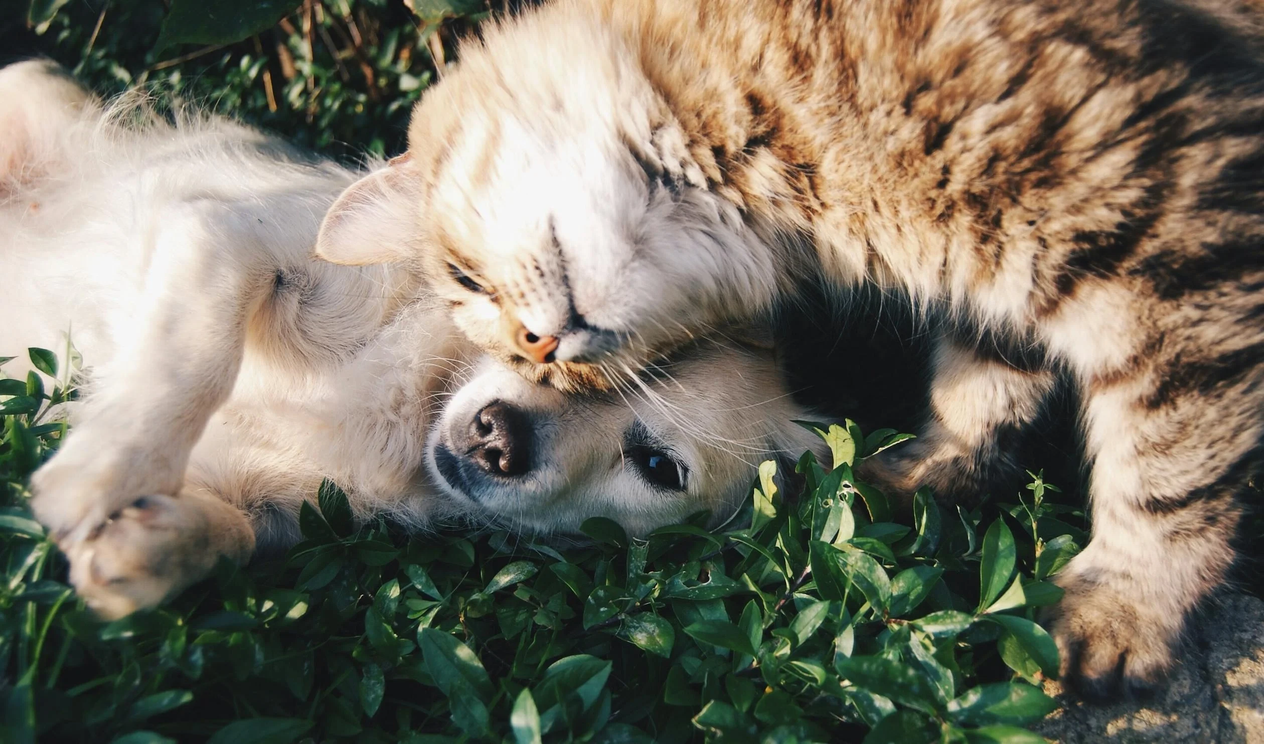 Animal Soundboard — Play, Loop & Create Animal Calls