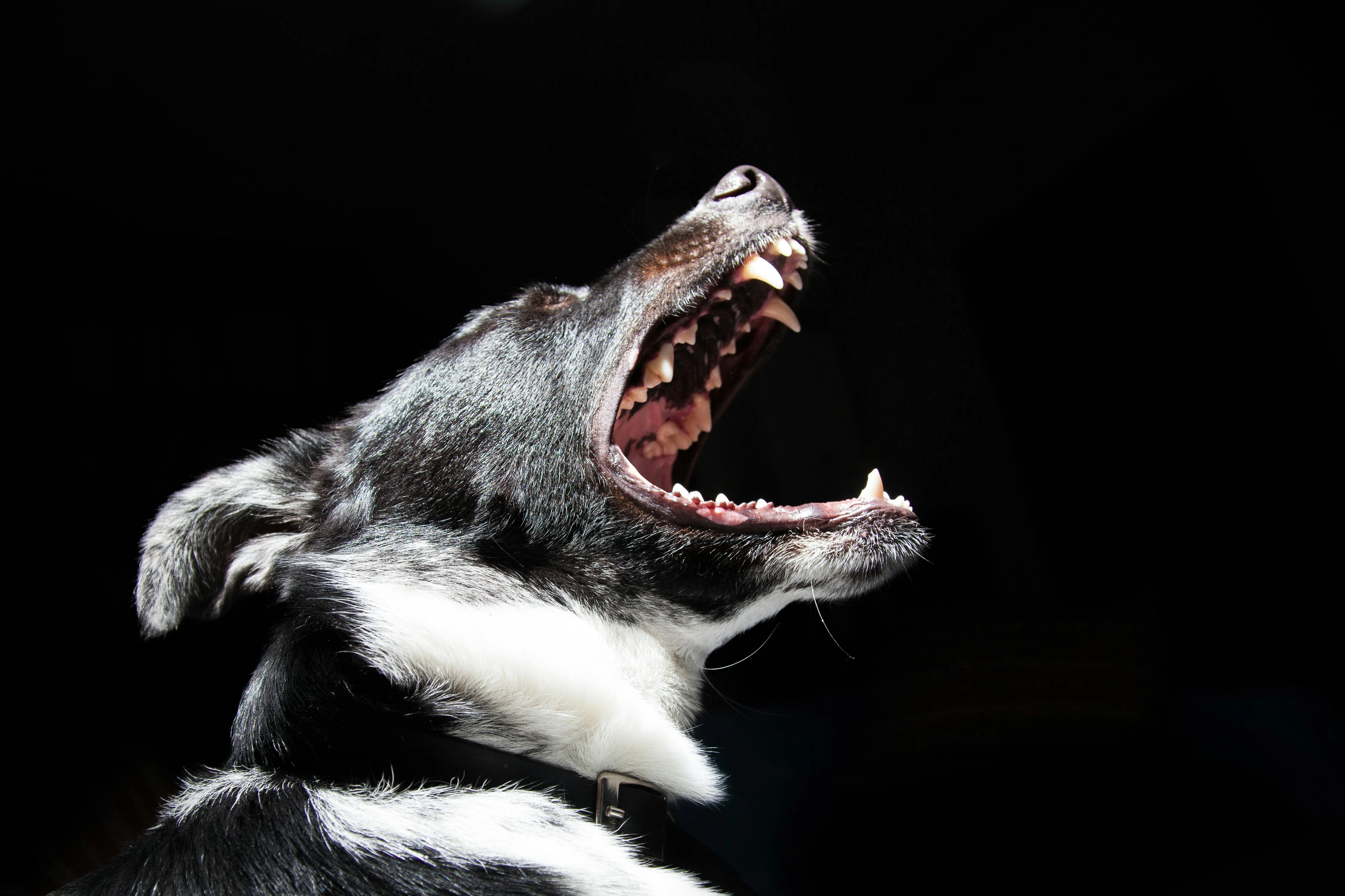 Dog Bark Soundboard — Play, Loop & Create Bark FX