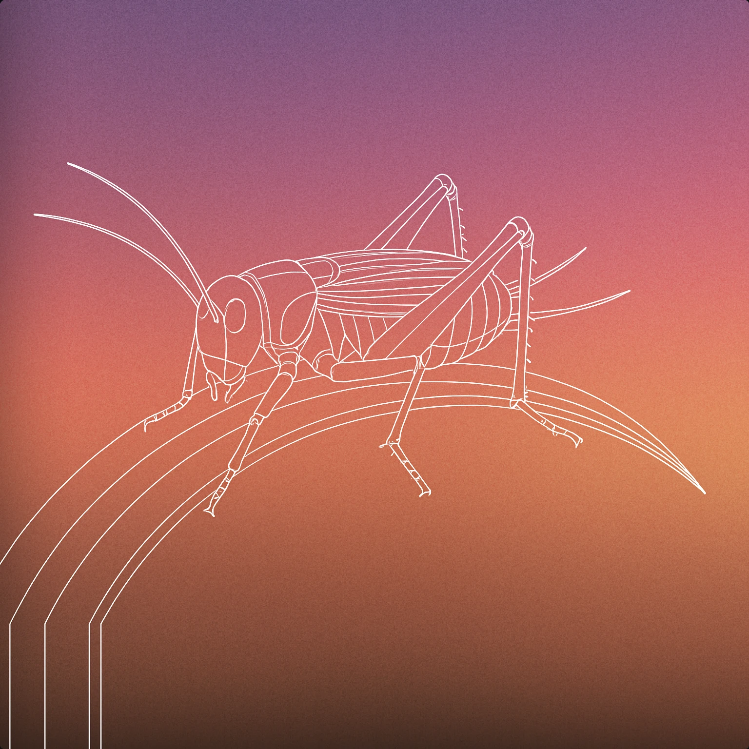 Download Free Crickets Chirping MP3 Sound Effects – High-Quality SFX